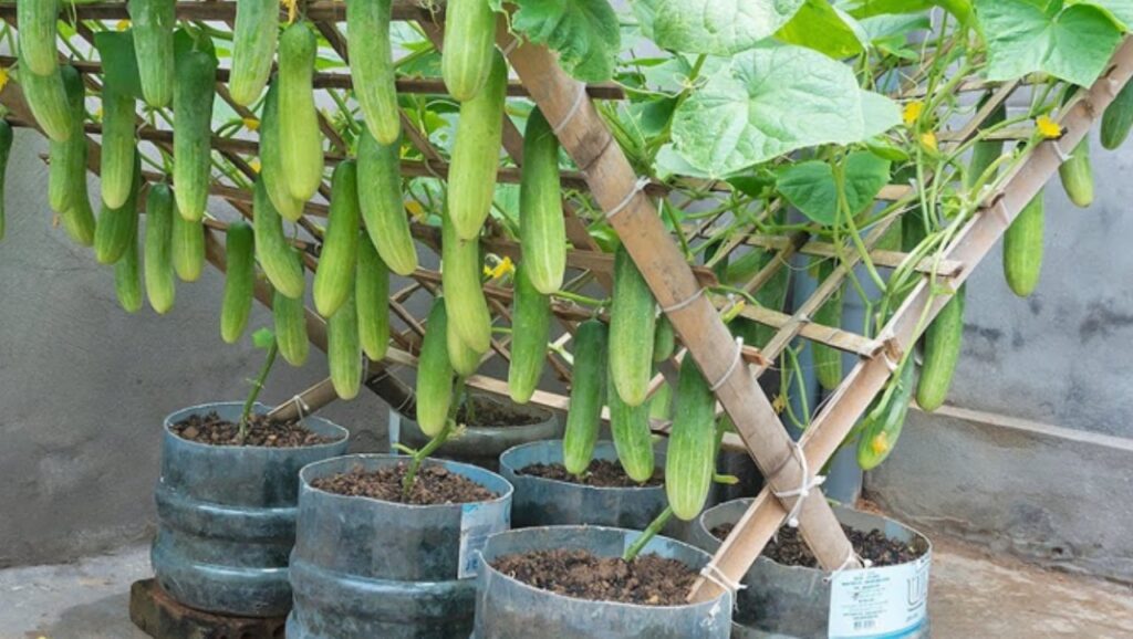 Cultiver Facilement des concombres dans de Petits Espaces - Good-know
